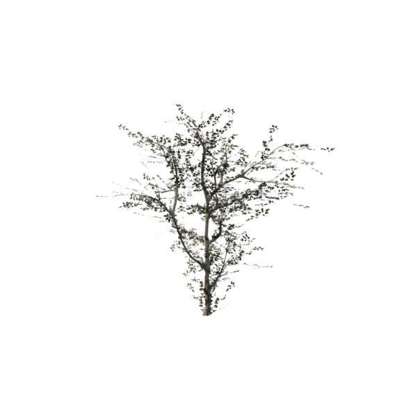 Snow Covered Spruce Tree Low Poly For Download Blender